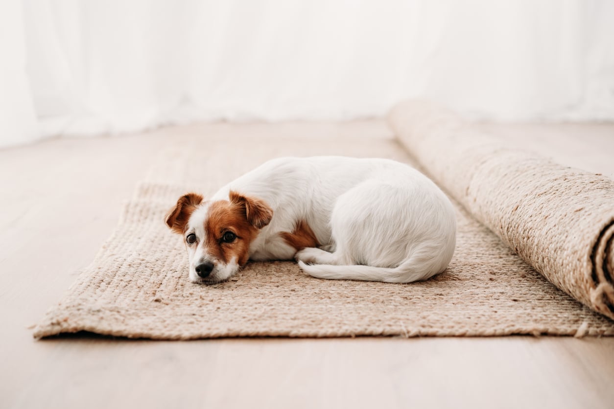 Moving With a Dog: A Step-by-Step Guide